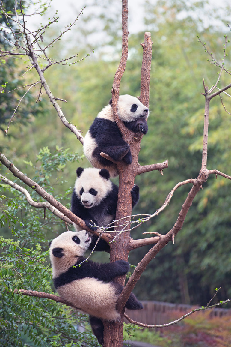 'Pandas' IMAX Movie Opens at Maritime Aquarium - DarieniteDarienite