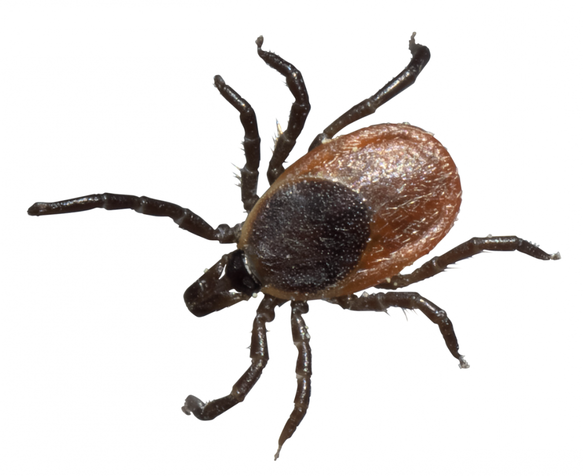Would You Take a 5-Minute Survey About Ticks for Researchers at Western ...